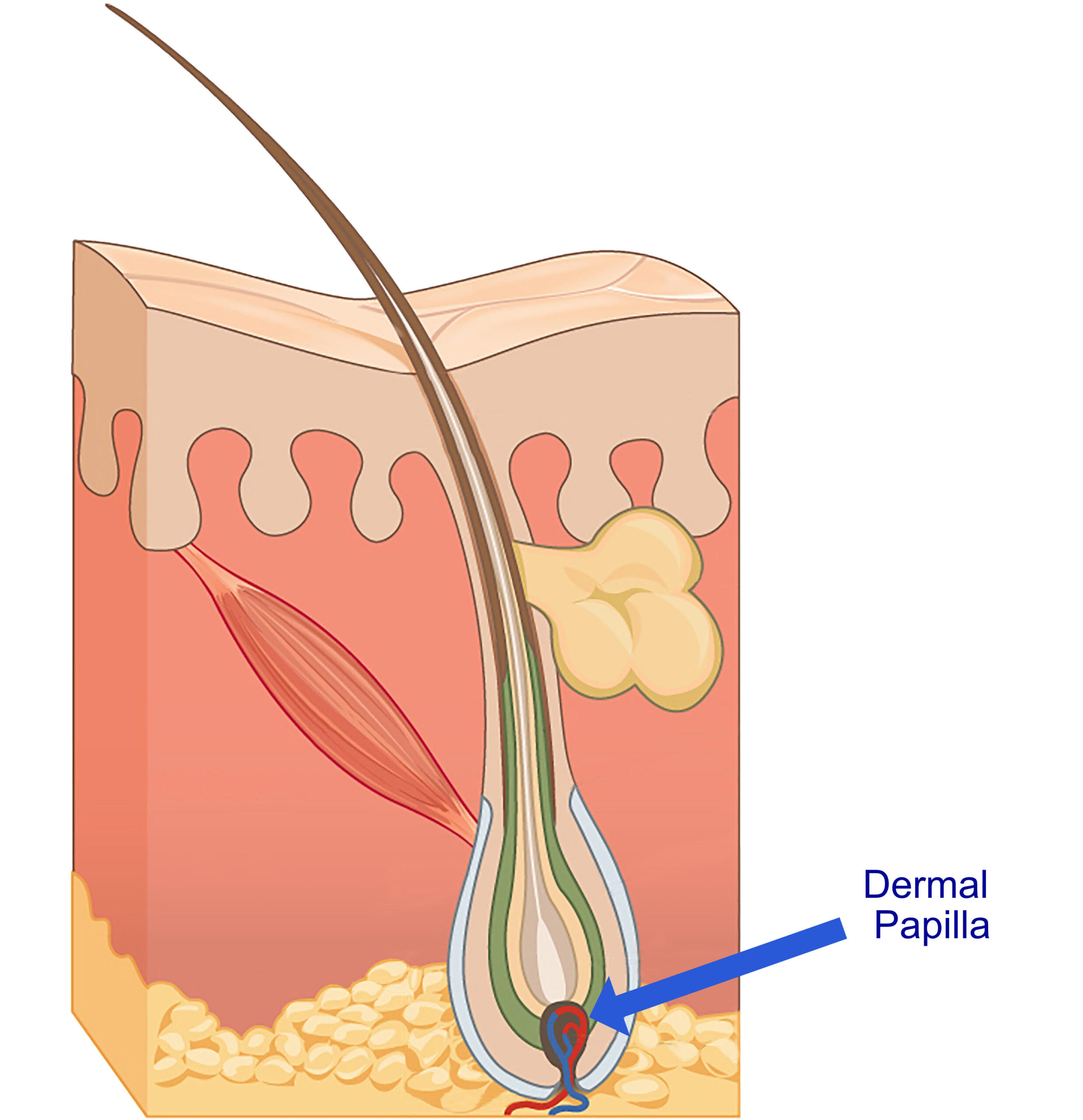 Dermal Papilla - Gabel Center